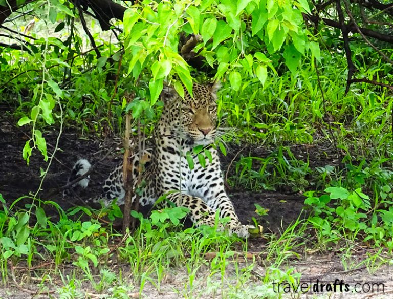 Best things to do in Botswana - Safaris, Okavango, Chobe and the ...