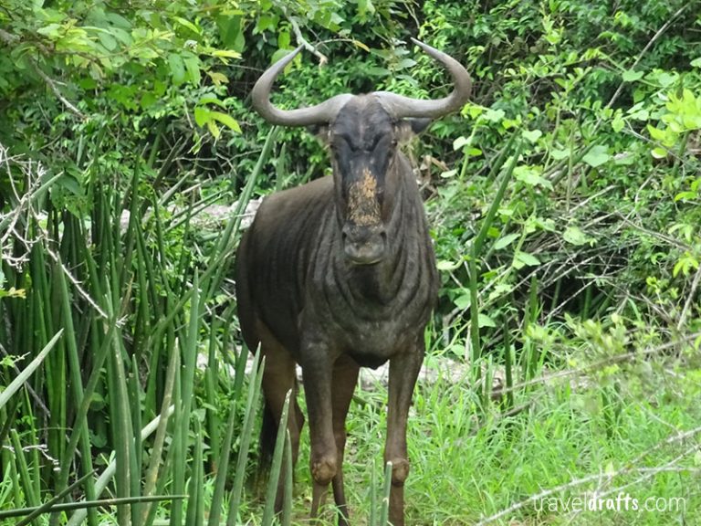 Best things to do in Botswana - Safaris, Okavango, Chobe and the ...