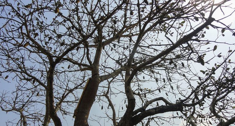 The best of Angolan Food - What to eat in Angola? - travel drafts