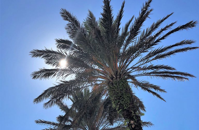 What is Florida Famous For? 21 things fully explained