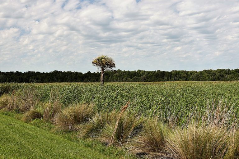 What is Florida Famous For? 21 things fully explained