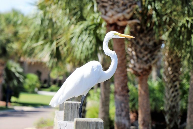 What is Florida Famous For? 21 things fully explained