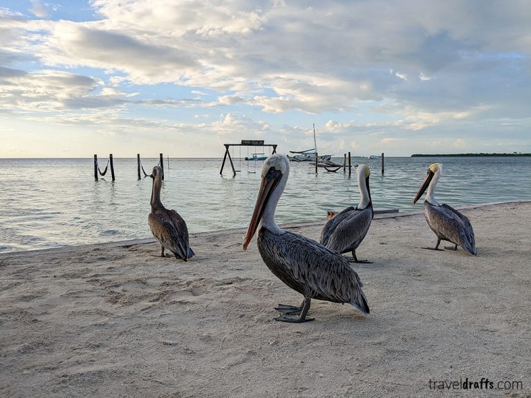 Caye Caulker or San Pedro (Ambergris Caye) - which island to choose in ...