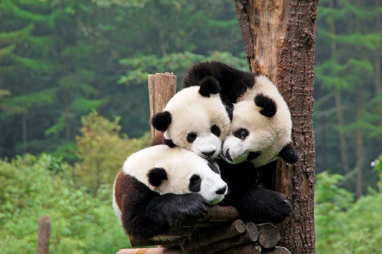 What is China famous for? - travel drafts