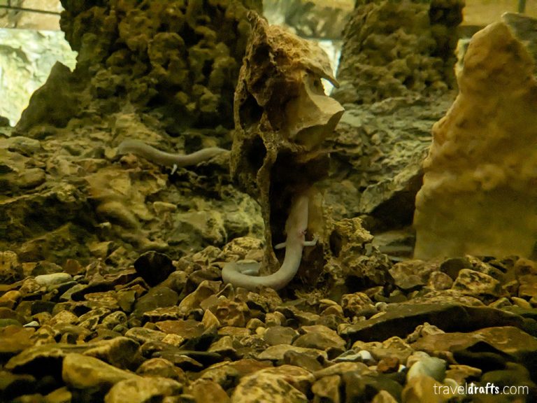 Is it worth visiting Postojna Caves in Slovenia? - travel drafts